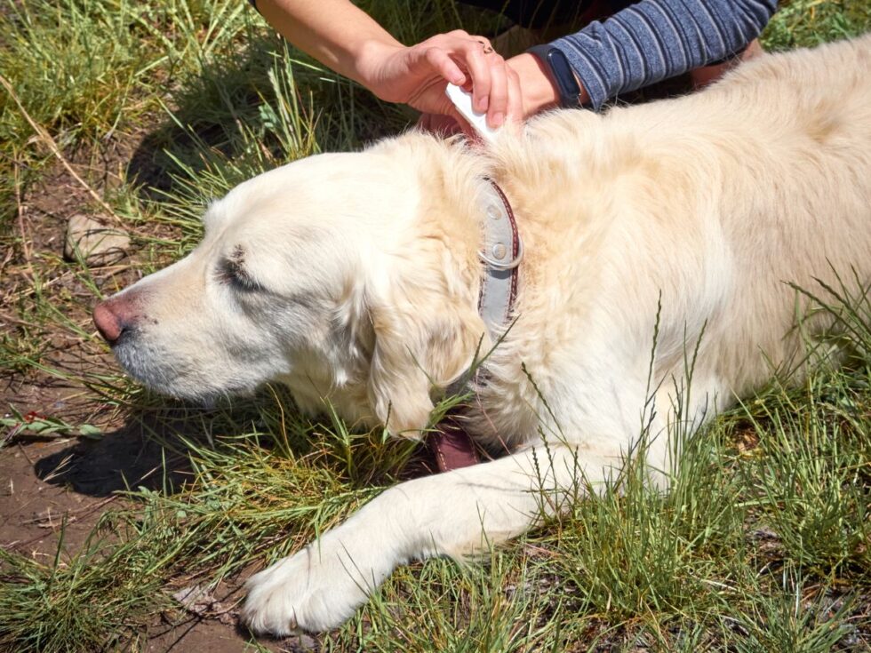 Canine Parasite Prevention Information | Potlatch Veterinary Clinic