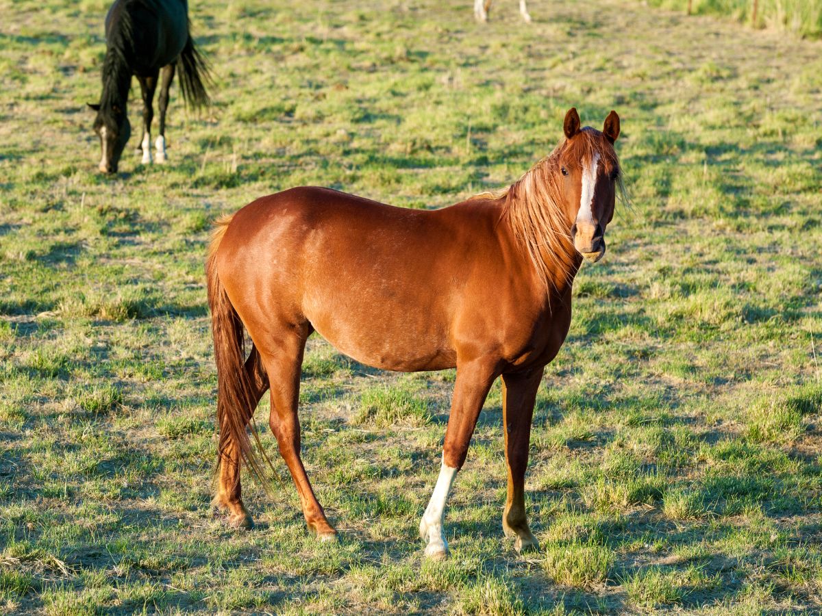 Why And How Do I Clean My Horses Sheath | Potlatch Veterinary Clinic