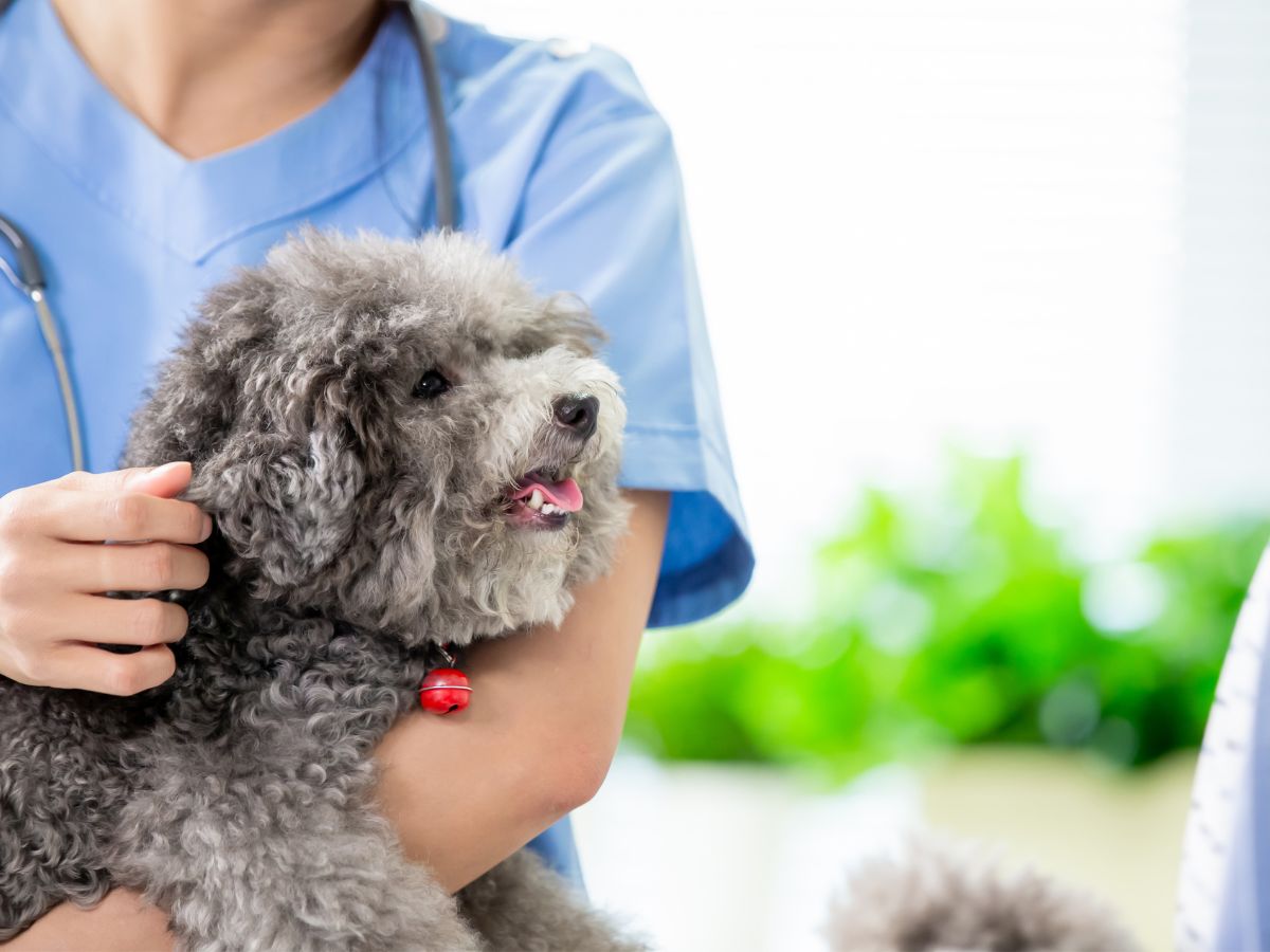 New Client Form | Potlatch Veterinary Clinic