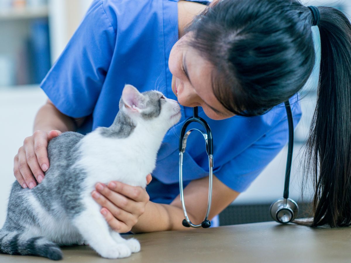 Anesthesia Consent Form | Potlatch Veterinary Clinic